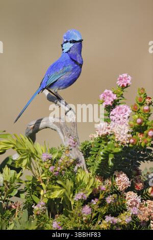 Splendid Fairywren (Malurus splendens) male, Mount Barker, South ...