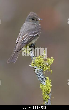 Western Wood-Peewee (Contopus sordidulus Stock Photo - Alamy