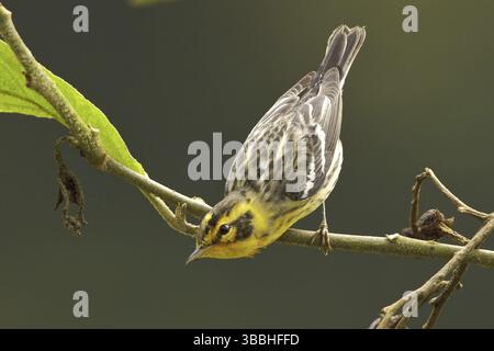 Blackburnian Warbler (Setophaga fusca) female, Ecuador, South America ...