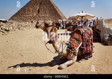 Animals resting near the Great Pyramid of Giza, the oldest of the Seven Wonders of the World ...
