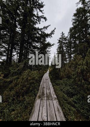 Narrow wooden boardwalk path leading through swamp forest surrounded by ...