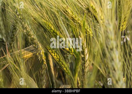 Golden Ripe Wheat Field Glowing At Sunset During Summer Harvest Season ...