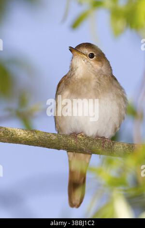 Common Nightingale (Luscinia megarhynchos), Baden-Wuerttemberg, Germany ...