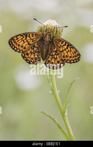 The bog fritillary (Boloria eunomia Stock Photo - Alamy