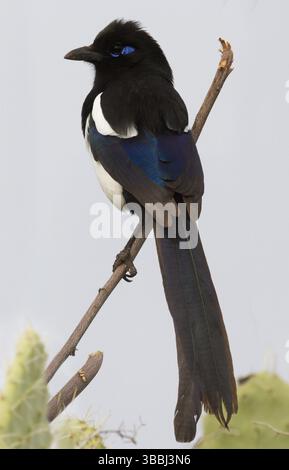 Eurasian Magpie (Pica pica mauritanica), Morocco, Africa Stock Photo ...