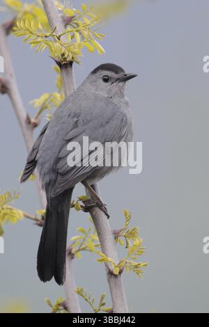 Gray Catbird (Dumetella carolinensis), West Virginia Stock Photo - Alamy