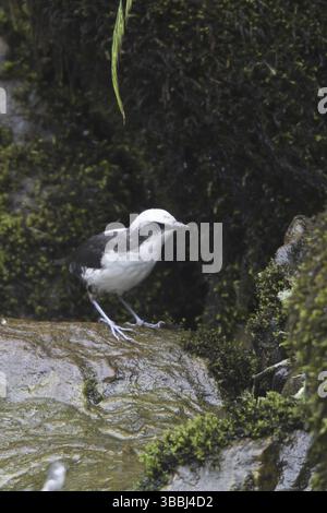 White-capped dipper (Cinclus leucocephalus) feeding on insect larvae ...