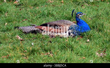 A male peacock at Dartmoor Zoo Park in Devon Stock Photo - Alamy