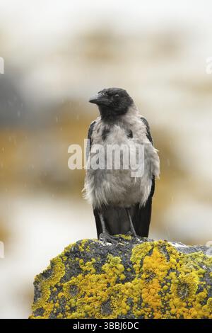 Hooded Crow (Corvus cornix), Norway, Europe Stock Photo - Alamy