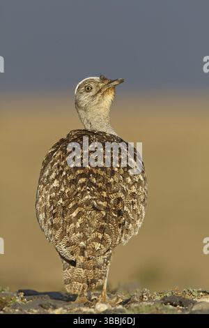 Canary Island Bustard, Canary Island Bustards, Animals, Birds, Bustards ...