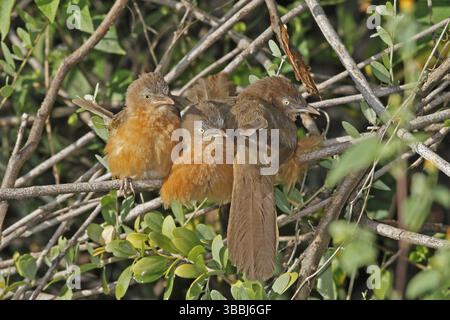 Rufous Chatterer (Turdoides rubiginosa), Lake Baringo, Botswana, Africa ...