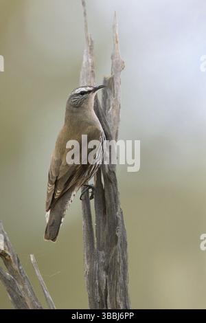 White-browed Treecreeper (Climacteris affinis), Kirkalocka Station ...