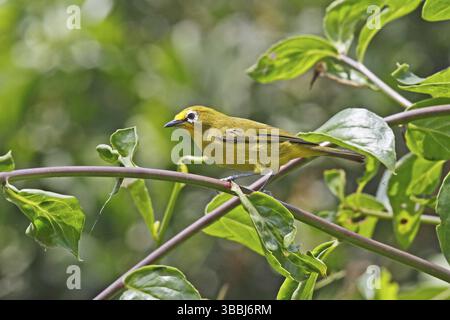 African Yellow White-eye (Zosterops senegalensis) adult perched on ...