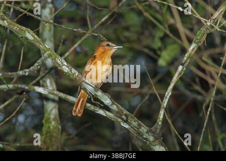 Cinnamon Becard Pachyramphus cinnamomeus La Selva Biological Station ...