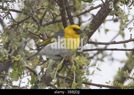 Palila, Loxioides bailleui, endangered Hawaiian Honeycreeper Stock Photo - Alamy