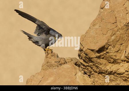 Sooty Falcon (Falco concolor), Eilat, Israel, Asia Stock Photo - Alamy