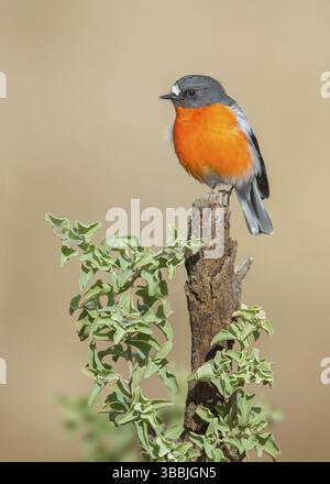 Flame Robin (Petroica phoenicea) male, Victoria, Australia, Oceania ...