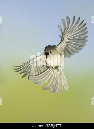 Tufted titmouse (Baeolophus bicolor) flying, isolated on white ...