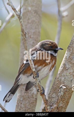 Hawaii Elepaio, Chasiempis sandwichensis Stock Photo - Alamy