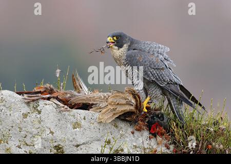 Widlife scene from nature with Peregrine Falcon, Falco peregrinus, with ...