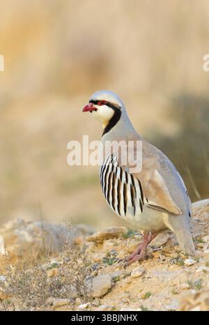 Chukarhuhn, Chukar, Chukar Partridge, Alectoris chukar, Perdrix choukar ...