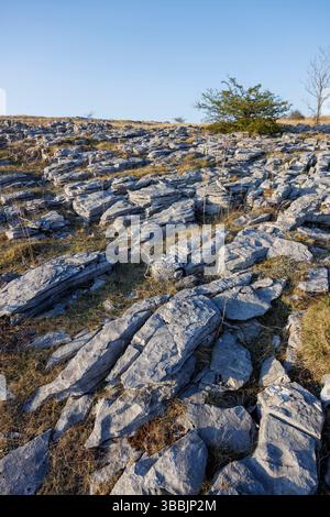 Limestone pavement, Ogof Ffynnon Ddu national nature reserve, Swansea ...