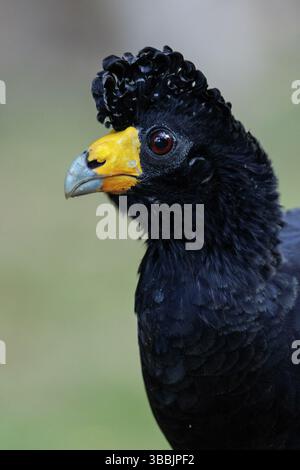 Black Curassow (Crax alector) perched on the ground in the rainforest ...