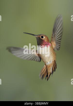 Rufous hummingbird, Birds of North America Stock Photo - Alamy