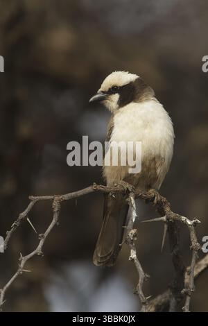 Southern white-crowned shrike (Eurocephalus anguitimens) perched on a ...