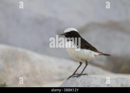 Arabian Wheatear (Oenanthe lugentoides), Oman, Asia Stock Photo - Alamy