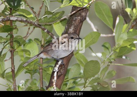 Hawaii Elepaio, Chasiempis sandwichensis Stock Photo - Alamy