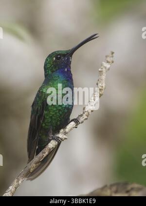 White-tailed Sabrewing, White-tailed Sabrewing, Hummingbird, Animals ...