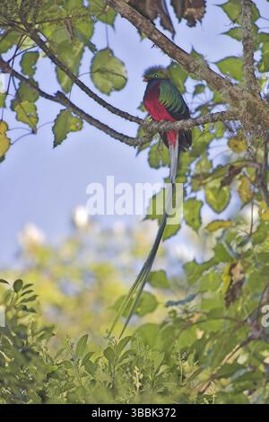 Quetzal (Pharomachrus mocinno), Trogons (Trogonidae), Central Mountain ...