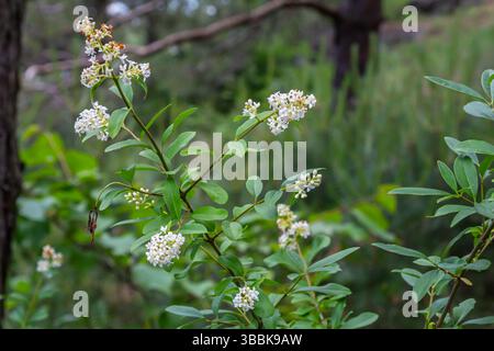 The blossoming bush a privet ordinary Ligustrum vulgare Stock Photo - Alamy