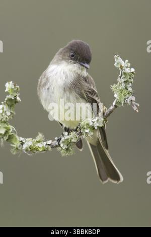 Eastern Phoebe (Sayornis phoebe), Texas, USA, North America Stock Photo ...