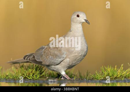 Eurasian collared dove (Tourterelle turque) bird in a cag Stock Photo ...