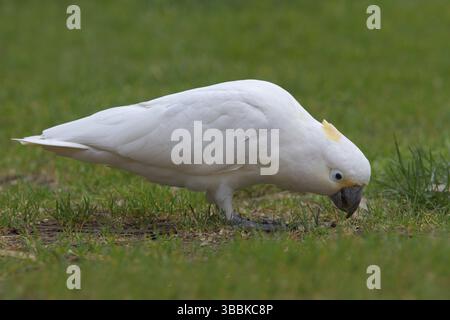 Hybrid: Long-billed Corella x Sulphur-crested Cockatoo (Cacatua ...