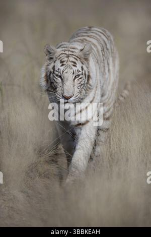 Tiger (Panthera tigris), white morph, Singapore Zoo, Singapore Stock ...