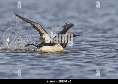 Pacific Loon (Gavia pacifica) mating, Manitoba, Canada, North America ...