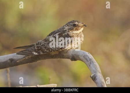 Anthony's Nightjar (Nyctidromus anthonyi), Ecuador, South America Stock ...