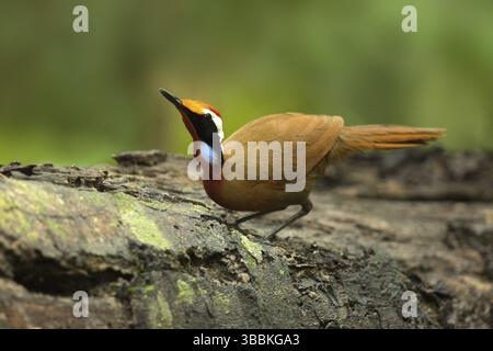 Rail-babbler (Eupetes macrocerus), Pahang, Malaysia, Asia Stock Photo ...