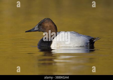Canvasback (Aythya valisineria) male, British Columbia, Canada, North ...