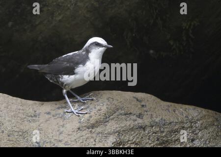 White-capped Dipper (Cinclus leucocephalus), Ecuador, South America ...