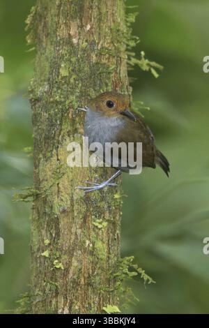 Common Scale-backed Antbird (Willisornis poecilinotus) male, Manu ...