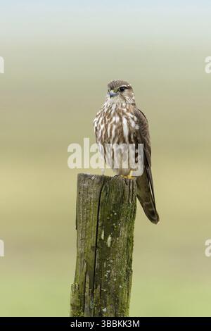 Smelleken zittend op paal, Merlin sitting on perch Stock Photo - Alamy