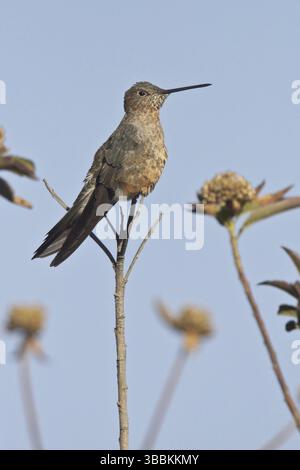 Giant Hummingbird (Patagona gigas), Central Highlands, Peru, South ...