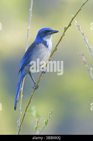 Island Scrub Jay (Aphelocoma insularis) - Santa Cruz Island, California ...