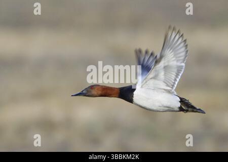 Canvasback (Aythya valisineria) male, Manitoba, Canada, North America ...