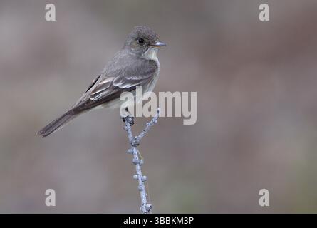 This Western Wood-Peewee (Contopus sordidulus) was photographed in ...