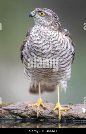 Eurasian sparrowhawk Accipiter nisus, juvenile perched on branch ...
